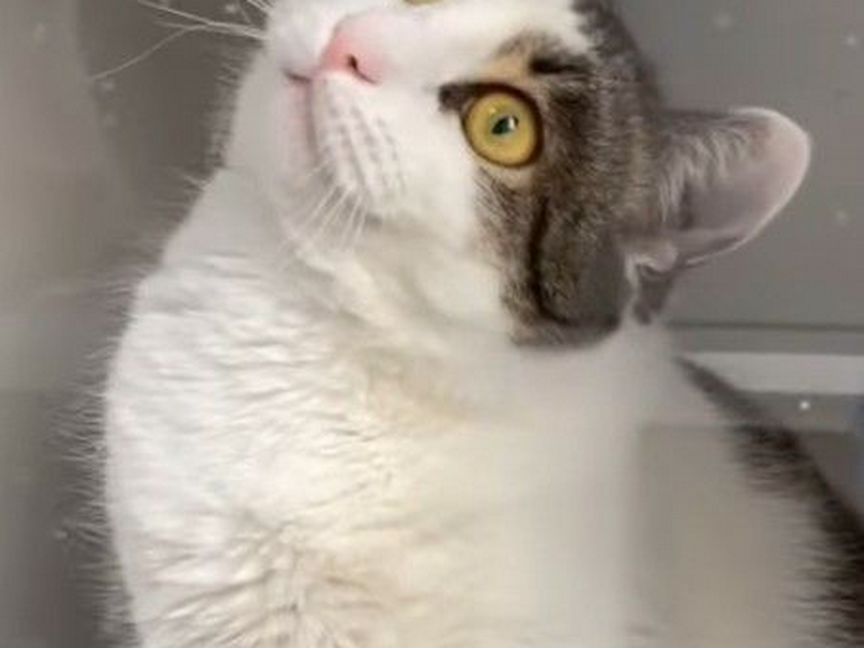 Котик