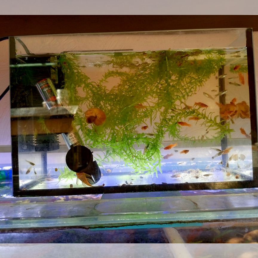 Аквариумные растения,меченосцы красные