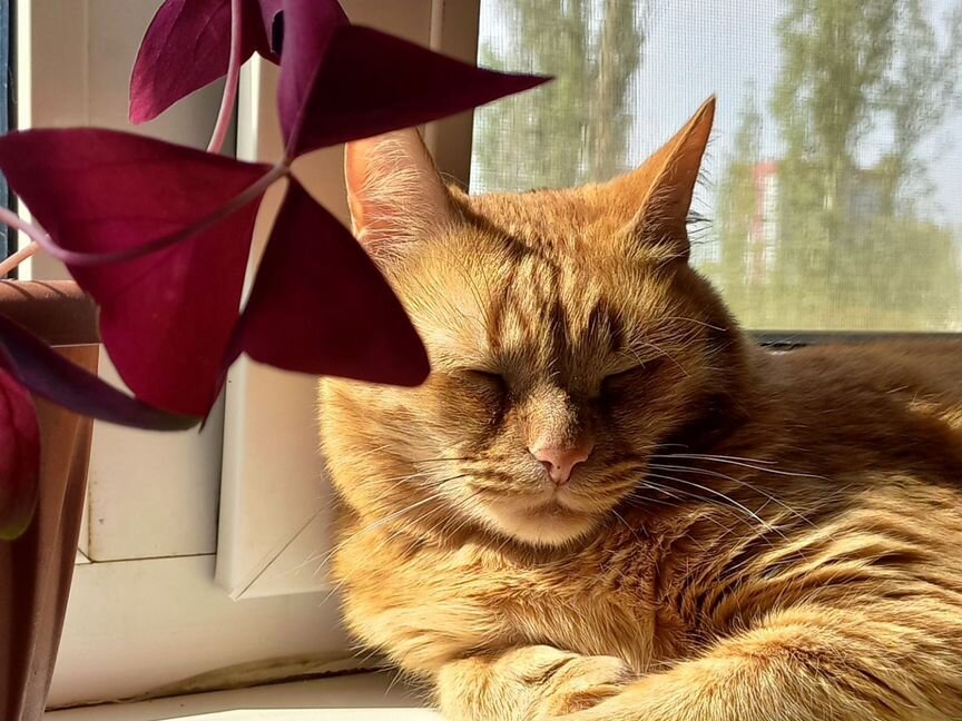 Котик мотя в добрые руки