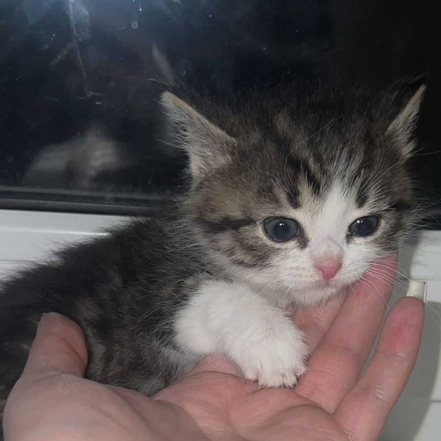 Котёнок в добрые руки