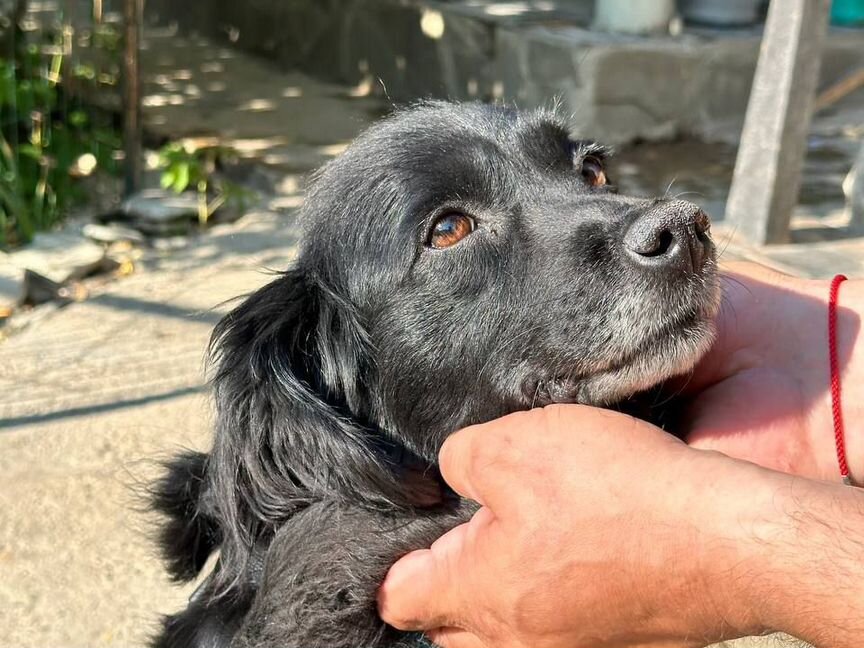 Собака в добрые руки отдам бесплатно