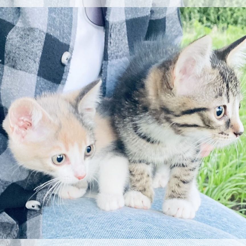 Котята в дар в добрые и надежные руки