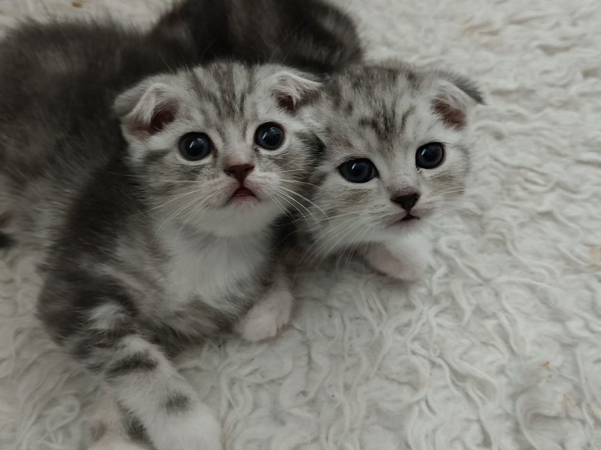 Котята