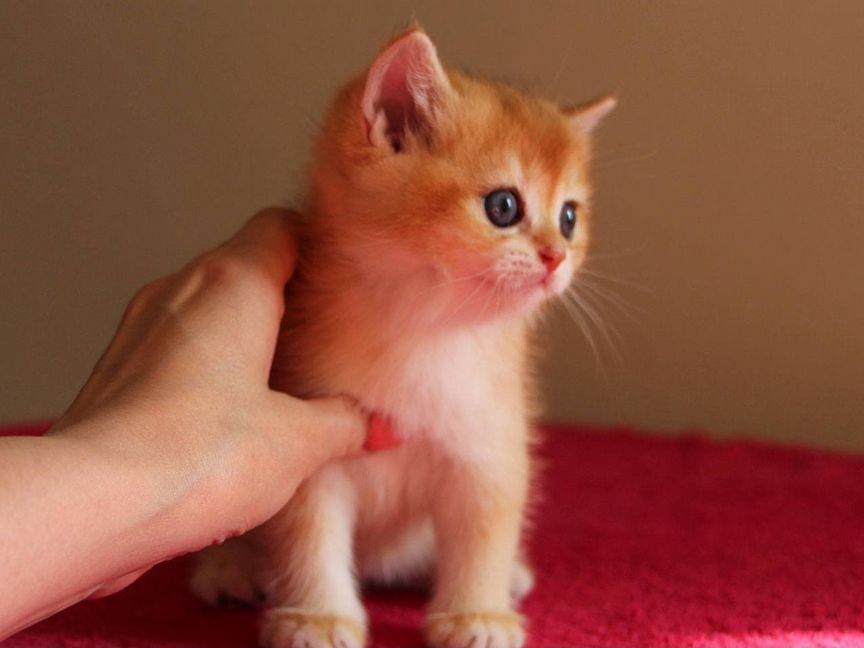 Кошка британская шиншилла