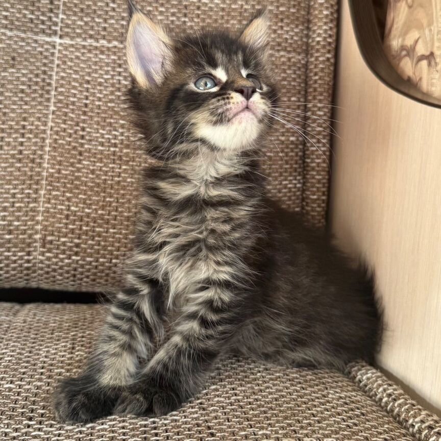 Мейн-кун котёнок