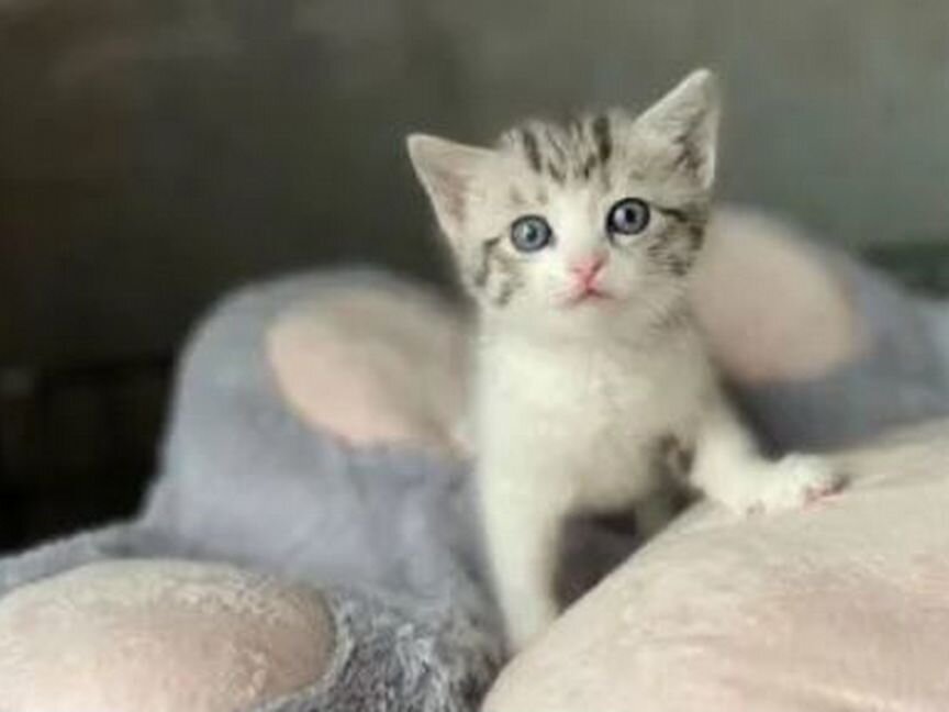 Котенок девочка 1 месяц