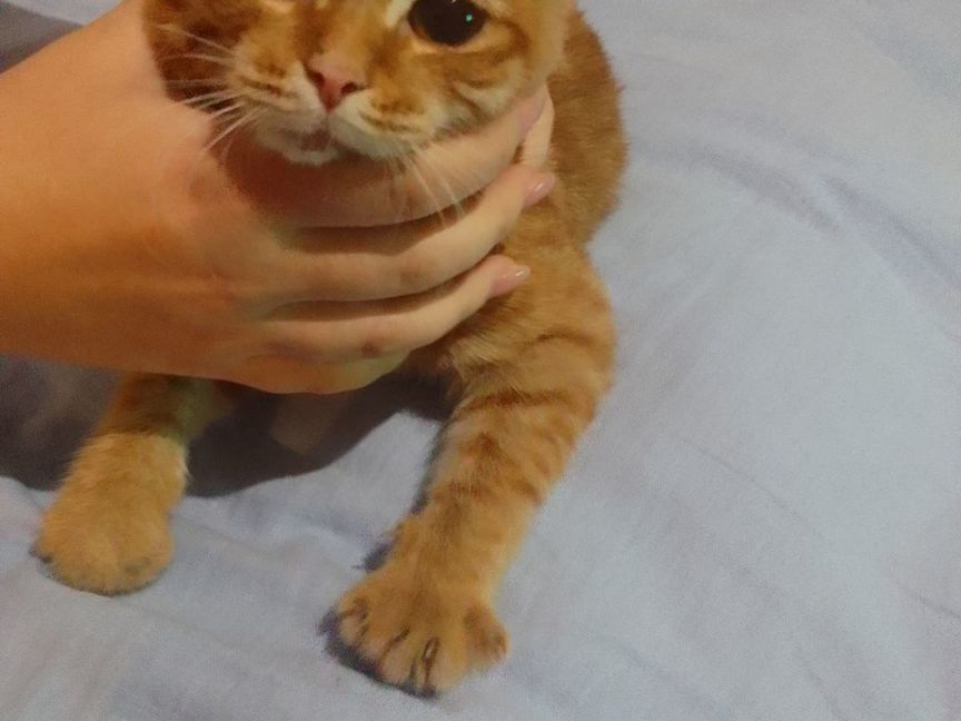 Отдаëтся кошка