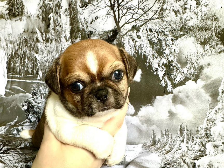 Чихуахуа щенок мальчик