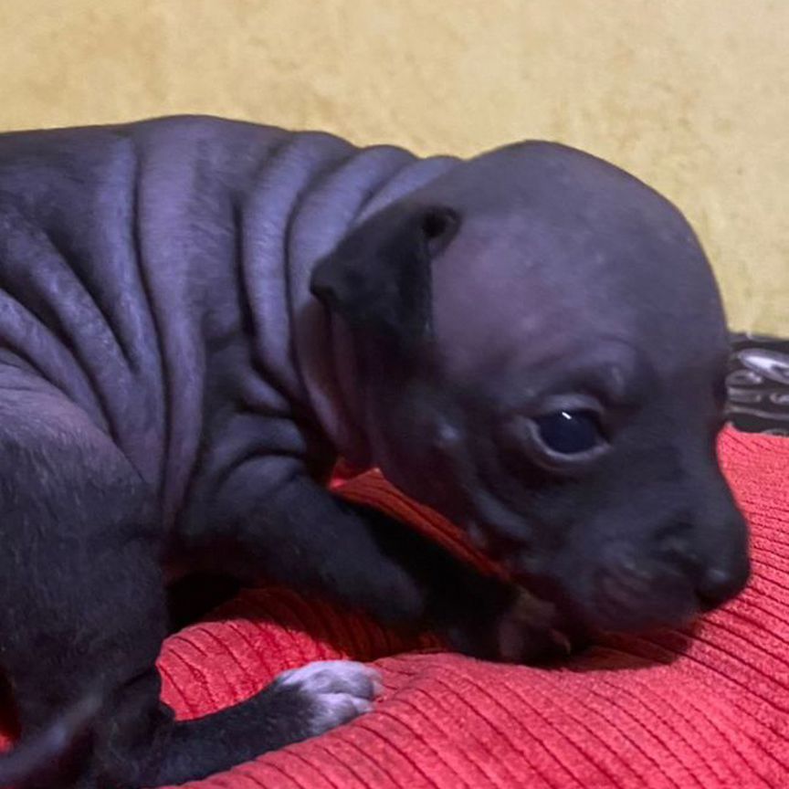 Американский голый терьер (агт)