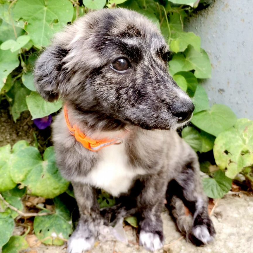 Щенок в добрые руки