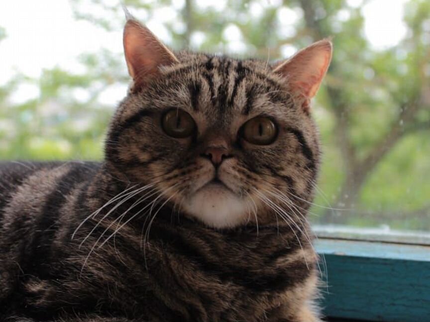 Британский кот на вязку