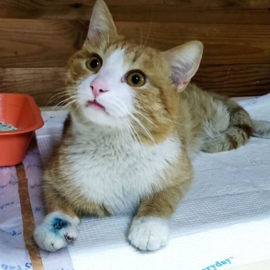 Раненный котёнок ласковый живëт на базе