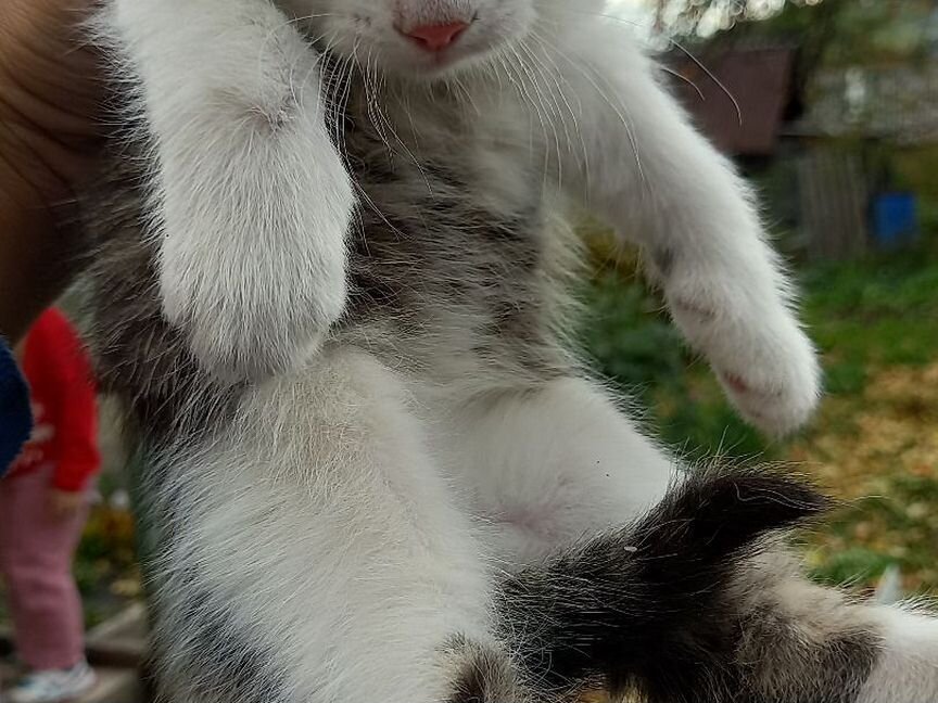 Котенок мальчик, ищет дом. Найден в саду