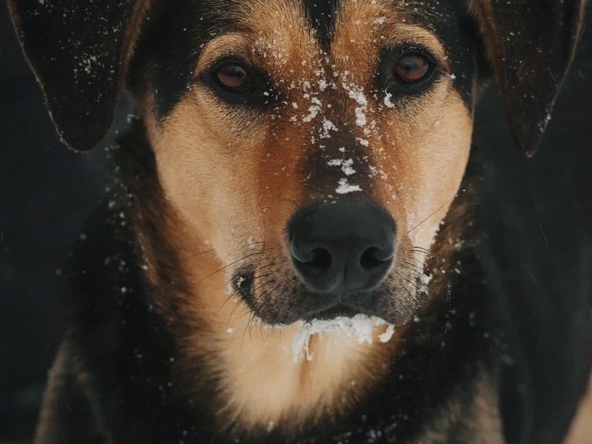 Собака Молли ищет дом