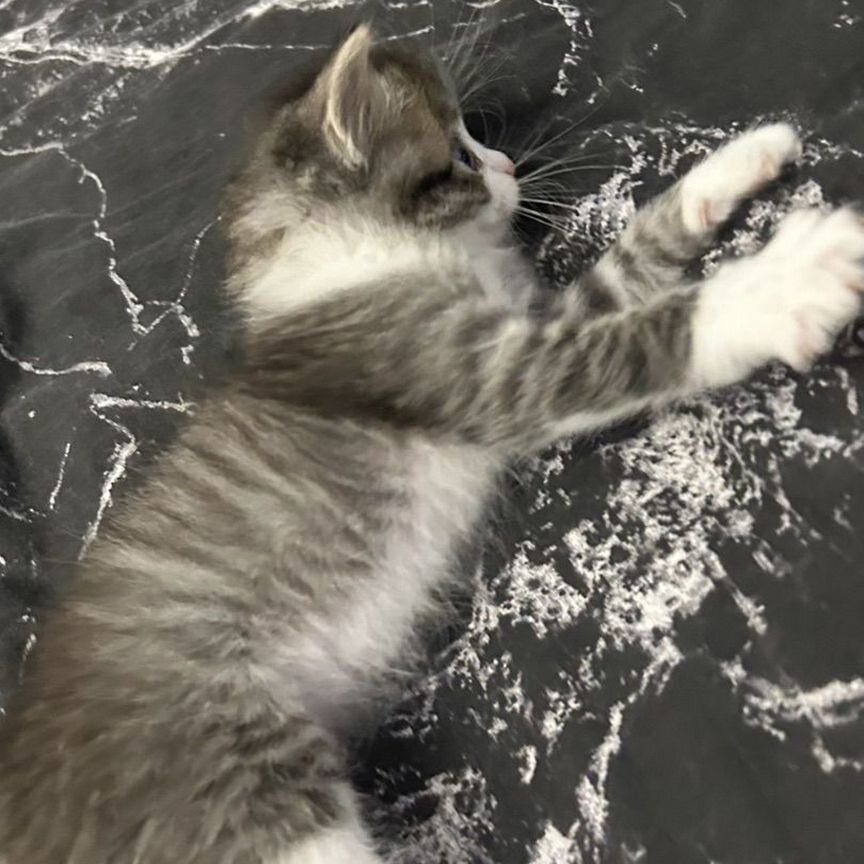 Отдам в добрые руки котенка мальчика