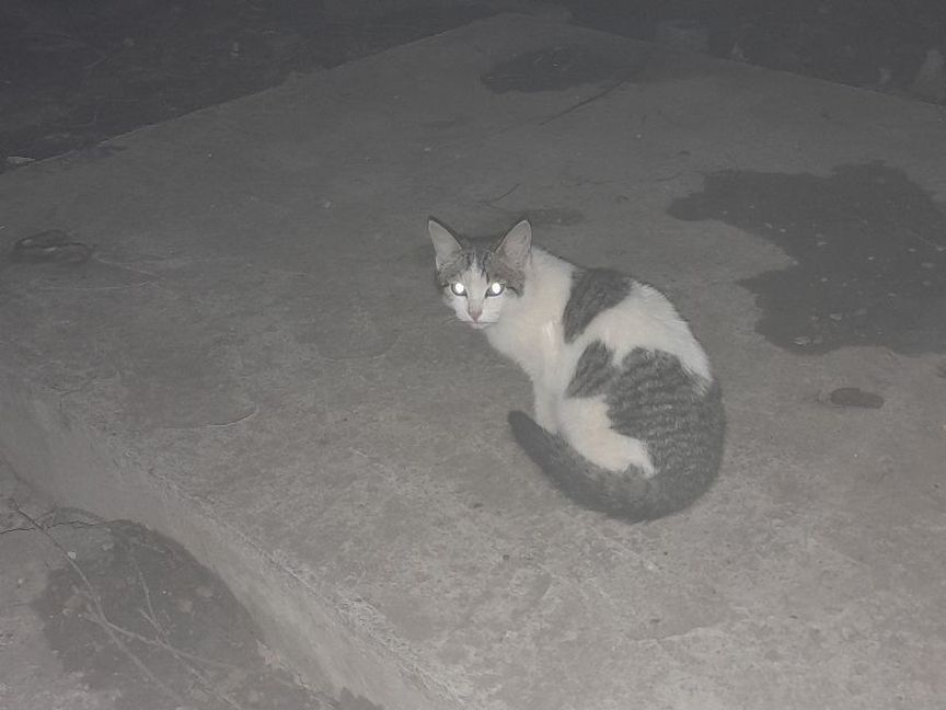 Умирает котенок с голода