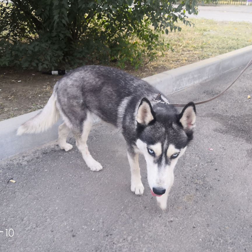 Сибирский хаски