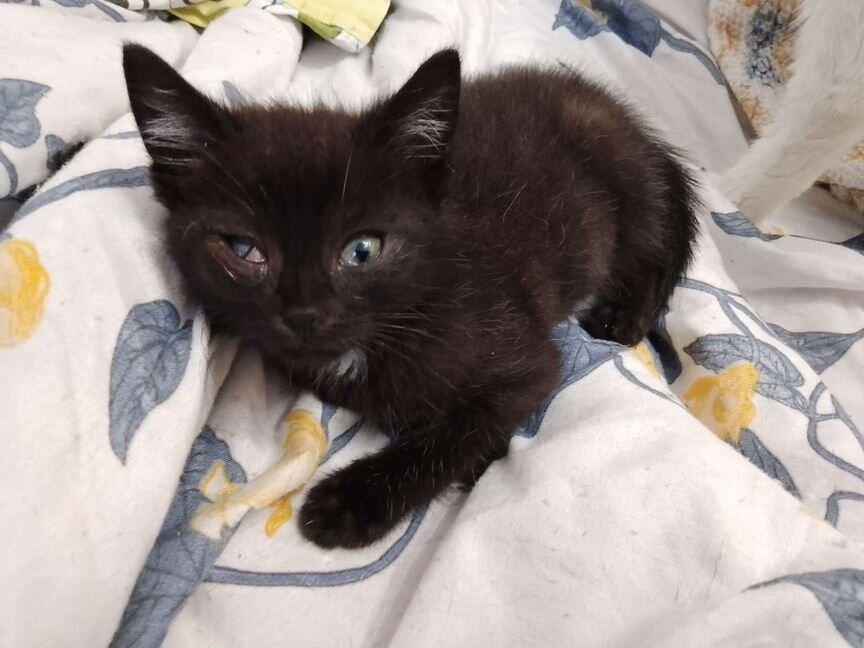 Кошка в дар бесплатно