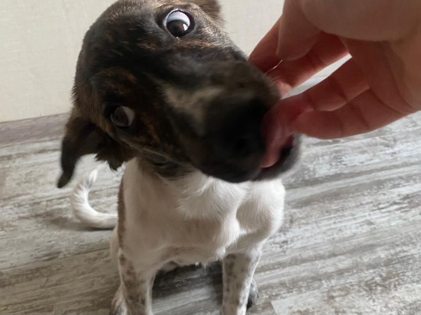 Щенок