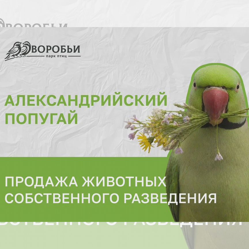 Кольчатый Александрийский попугай