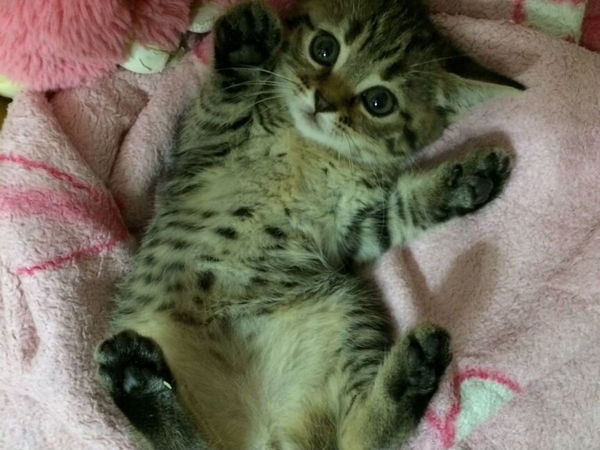 Британские котята