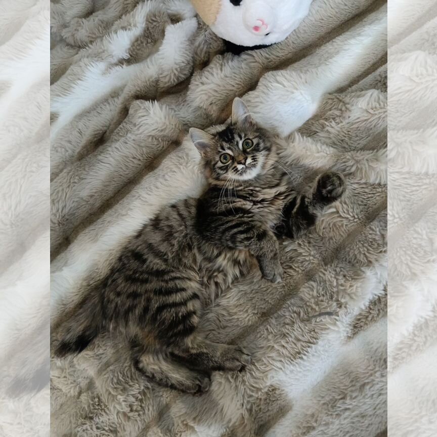 Курильский бобтейл длинношёрстный котёнок