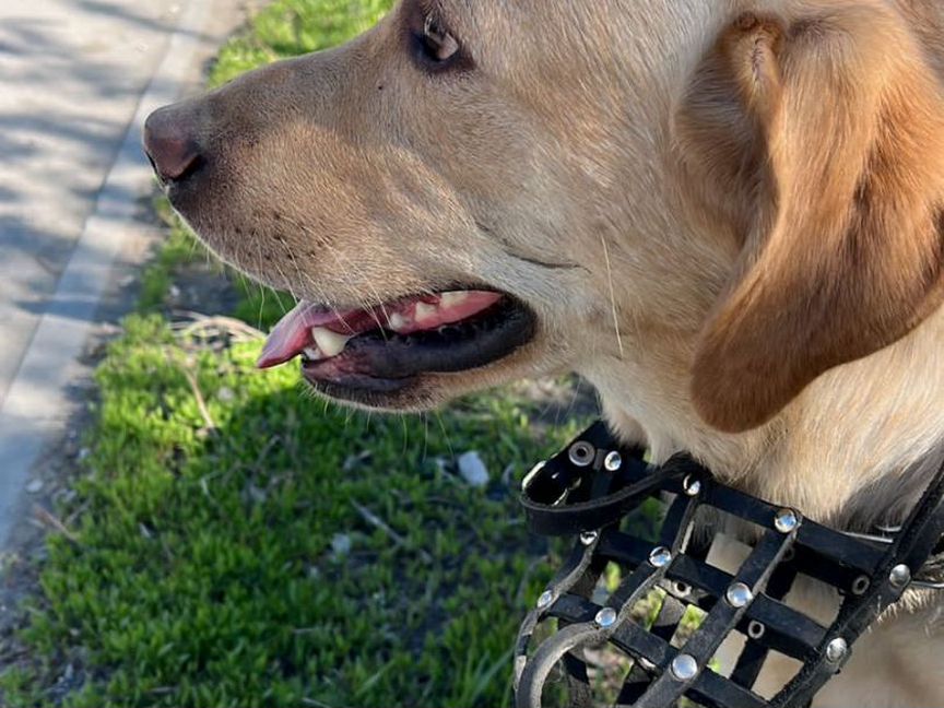 Отдам в добрые руки лабрадора