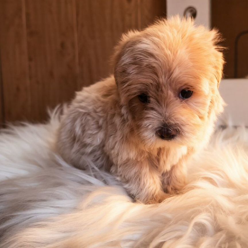 Мальтипу, щенок