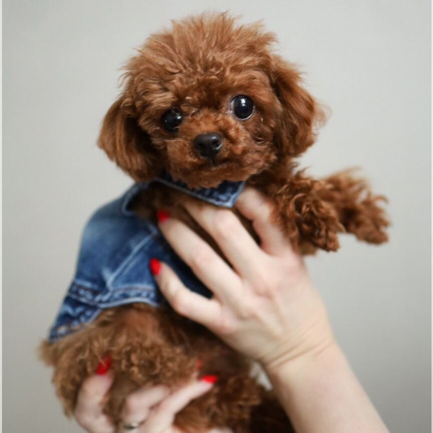 Той-пудель, взрослый пёс