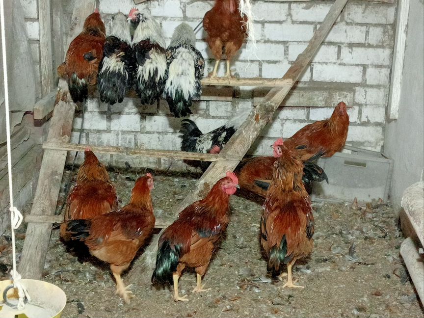 Молодые петухи