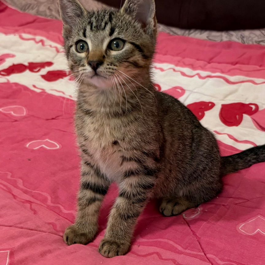 Европейский короткошёрстный котёнок