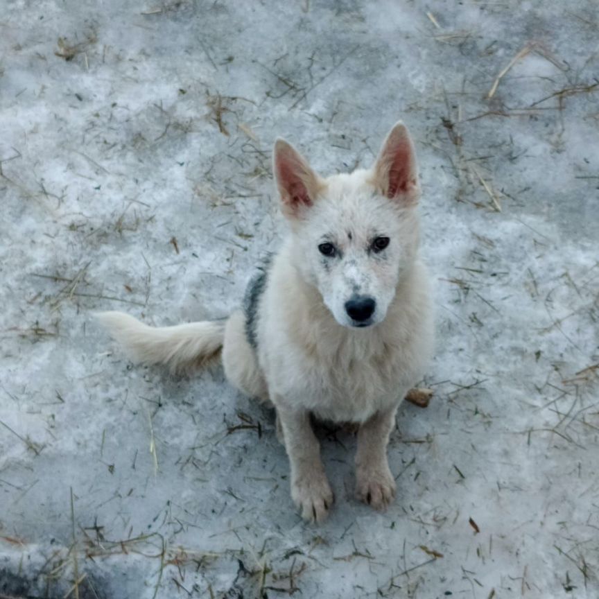 Передержка для щенка