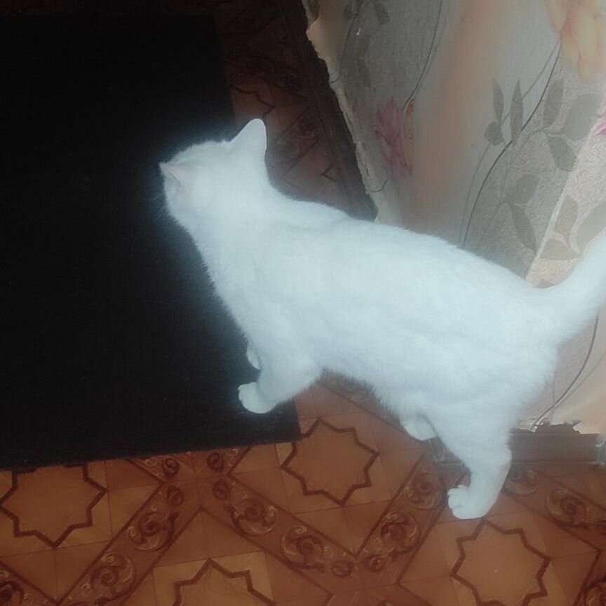 Белый кот по кличке Маркиз, Воронеж