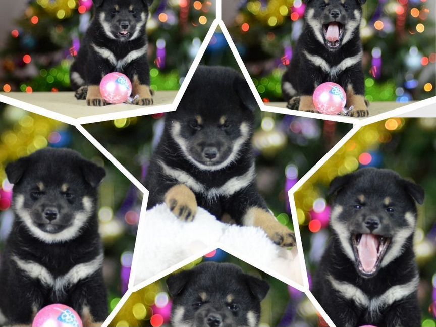 Щенок Сиба Ину