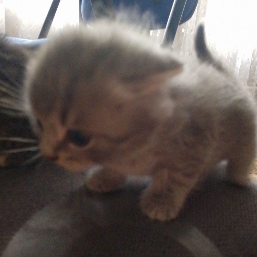 Котята обычные