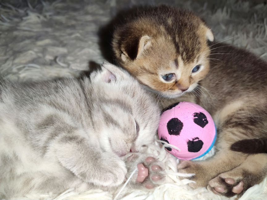 Малыши - шотландцы