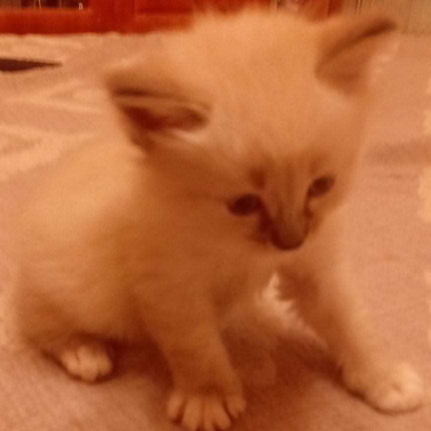 Невский маскарадный котёнок