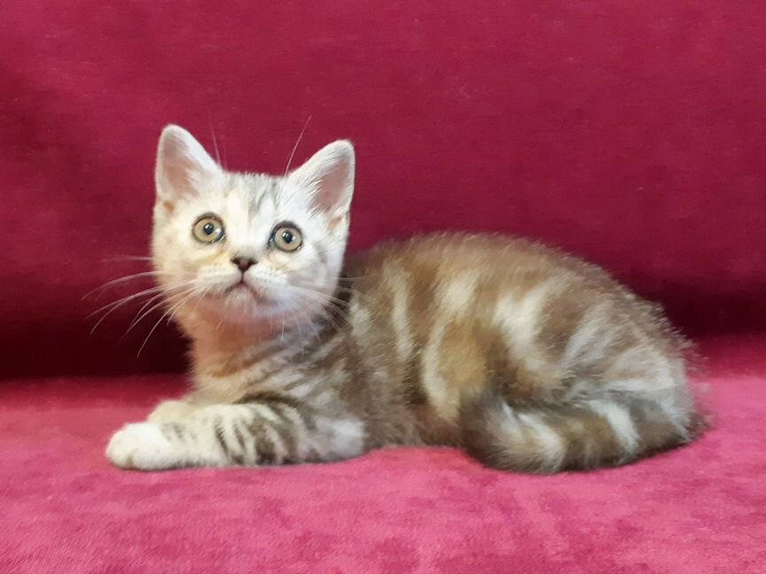 Шотландские девочки