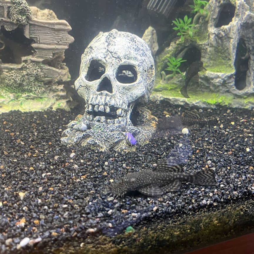 Аквариумные сомы