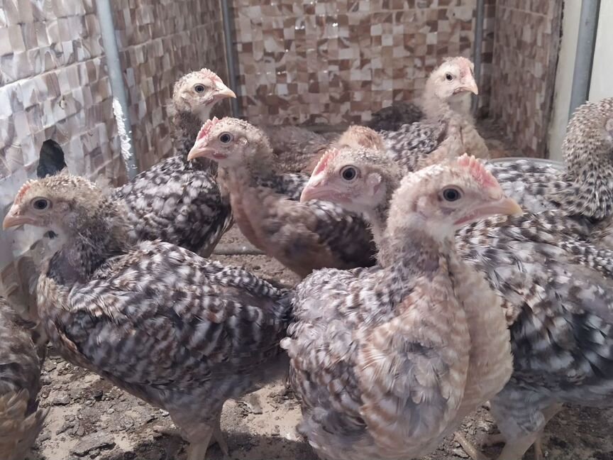 Цыплята билефельдер