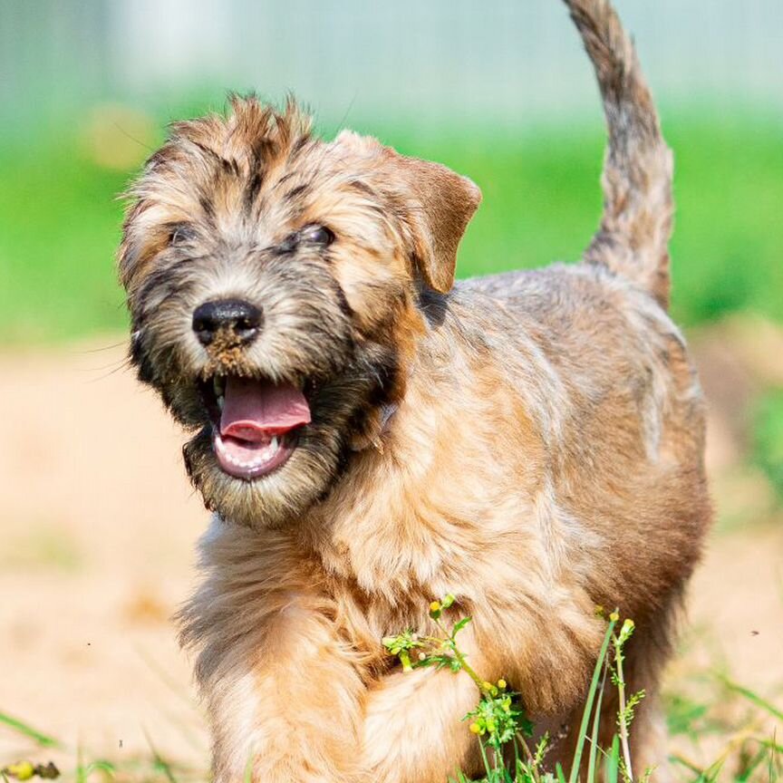 Щенки пшеничники