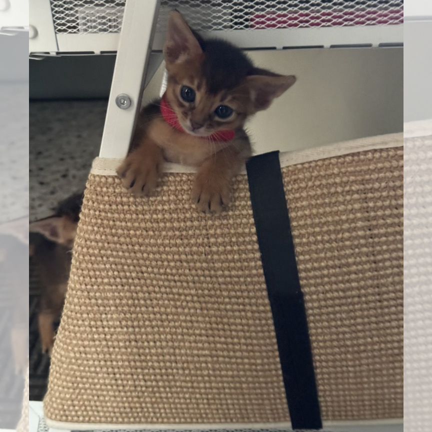 Абиссинские котята