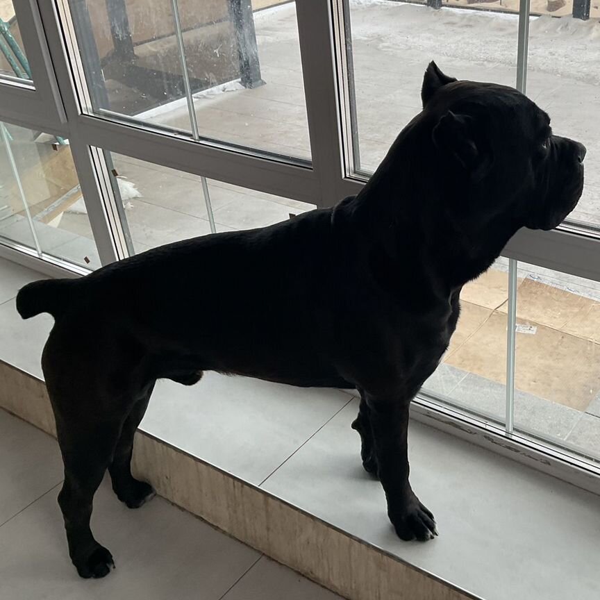 Кане-корсо, вязка