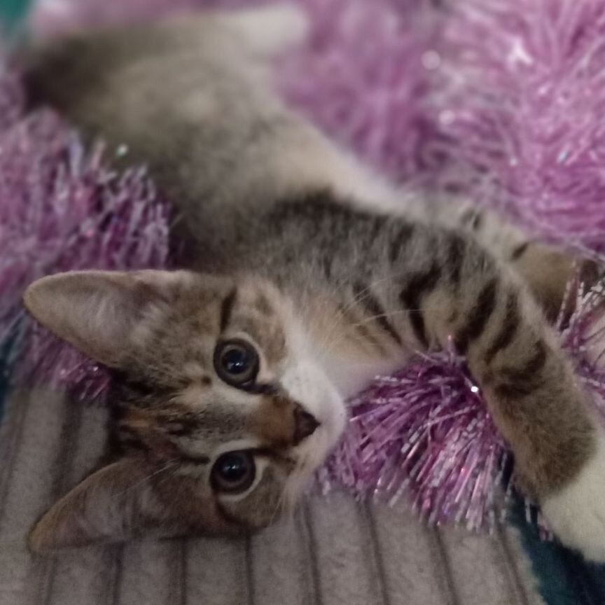 Котёнок в добрые руки