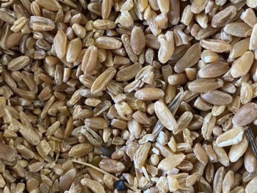 Пшеница мелкозерка