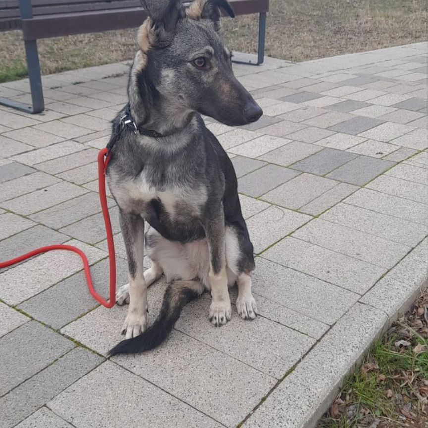 Отдам умную собаку в добрые руки