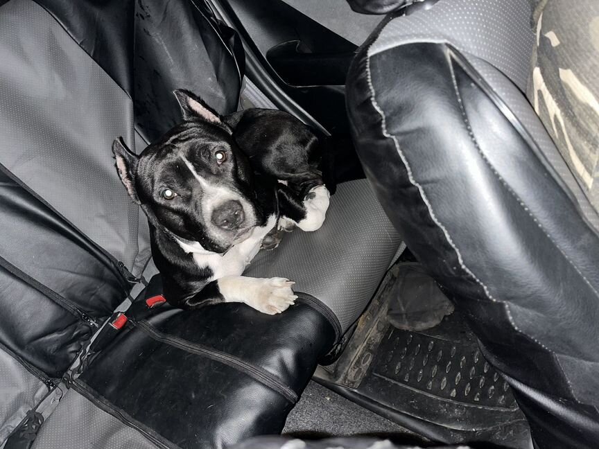 Стаффордширский терьер в добрые руки