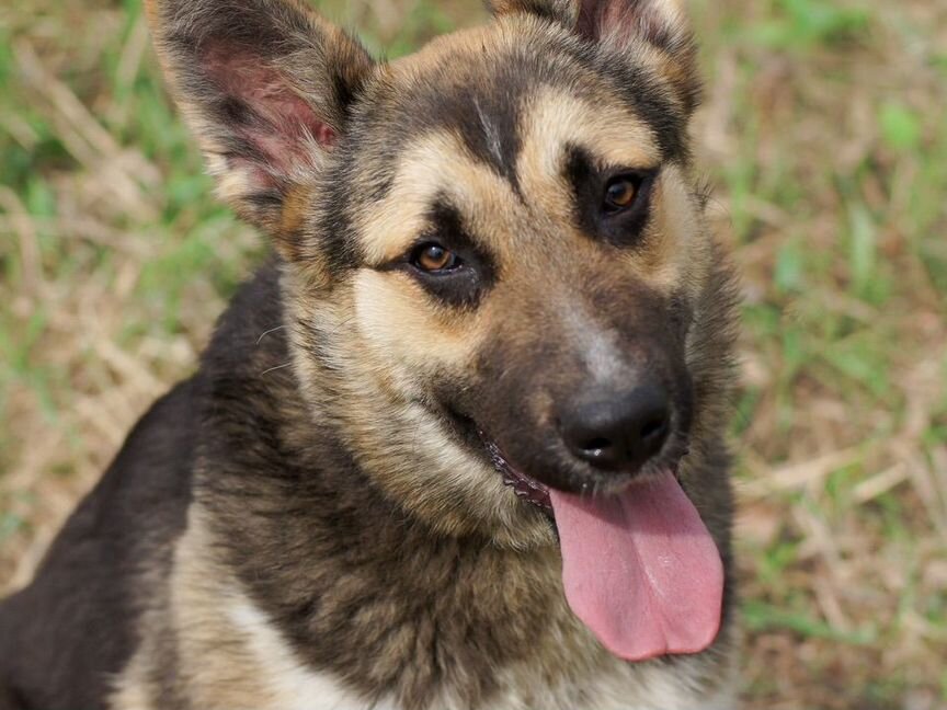 Маленькая овчарка Тоффи из приюта с яркими глазами