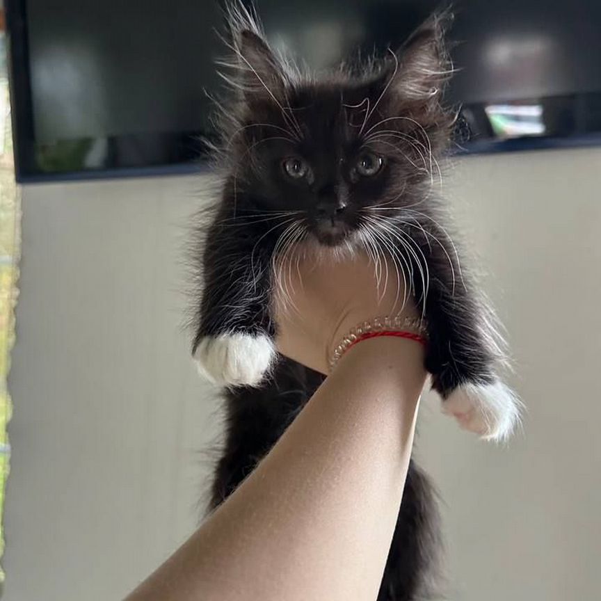 Котёнок домовёнок в добрые руки