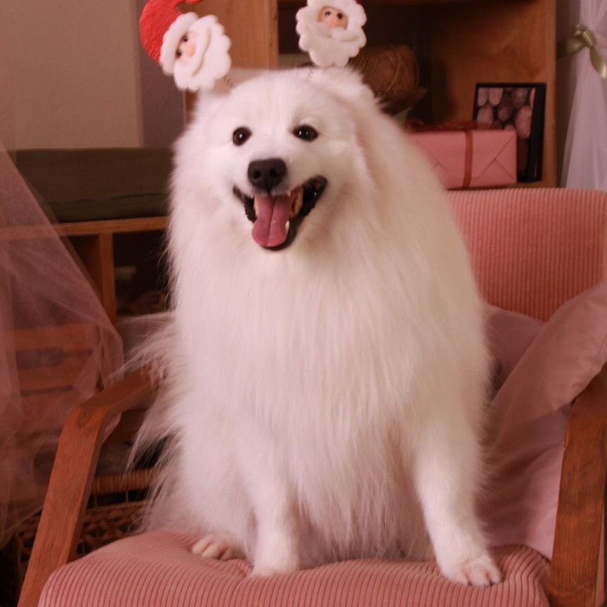 Японский шпиц, взрослый пёс